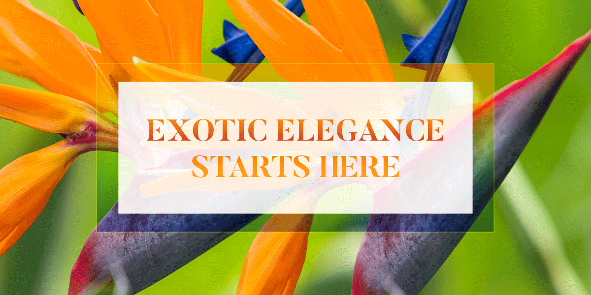 Bold & Unforgettable: Exotic Blooms That Elevate Every Event Design ...